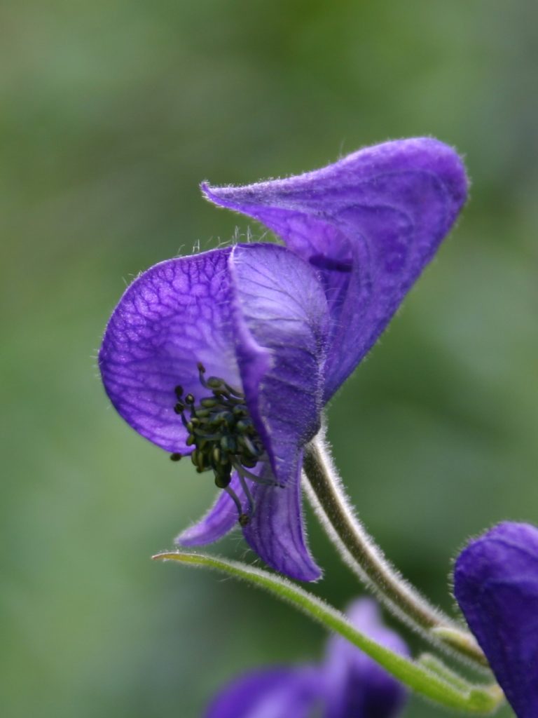 Wasatch Wildflower Festival | | Cottonwood Canyons Foundation
