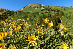 Wasatch Wildflower Festival | Cottonwood Canyons Foundation