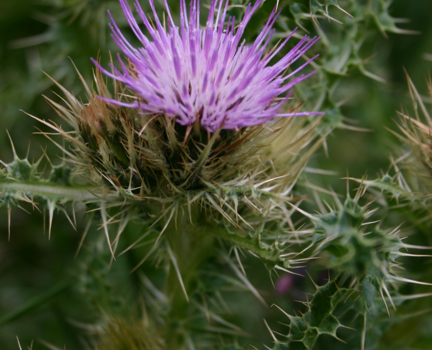 Wasatch Wildflower Festival | Cottonwood Canyons Foundation