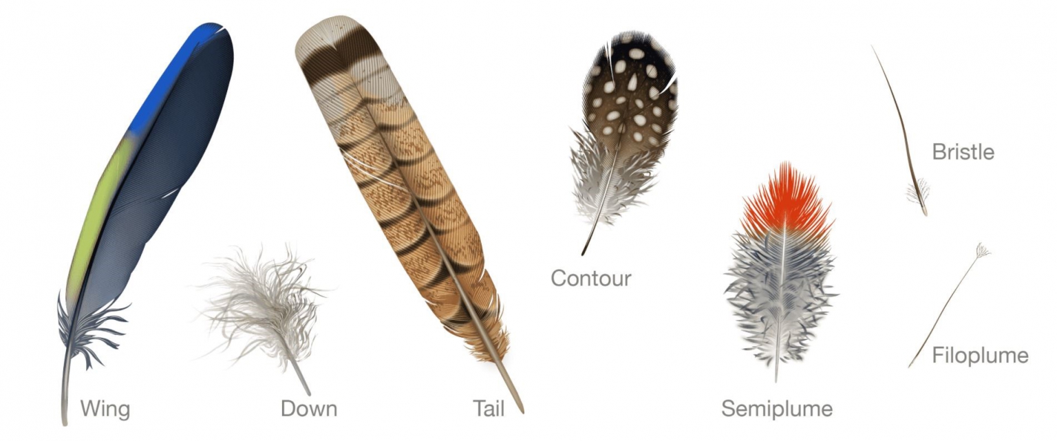 feathers | Cottonwood Canyons Foundation