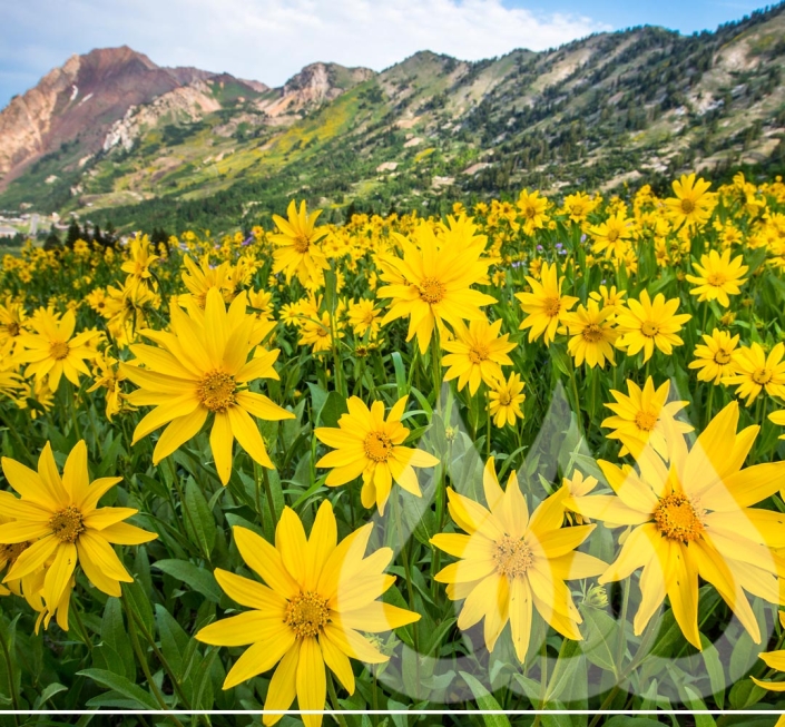 Cottonwood Canyons Foundation